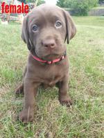 CanadaPups - Dogs & Puppies For Sale