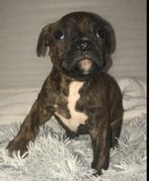 CanadaPups - Dogs & Puppies For Sale
