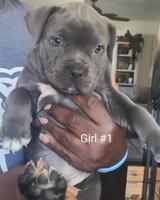 CanadaPups - Dogs & Puppies For Sale