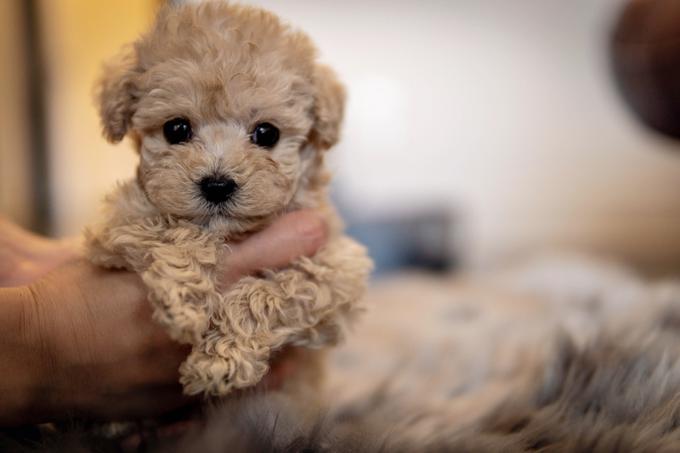 Micro Teacup Poodle