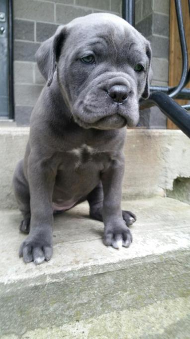 Newly born purebred Cane Corso puppies f