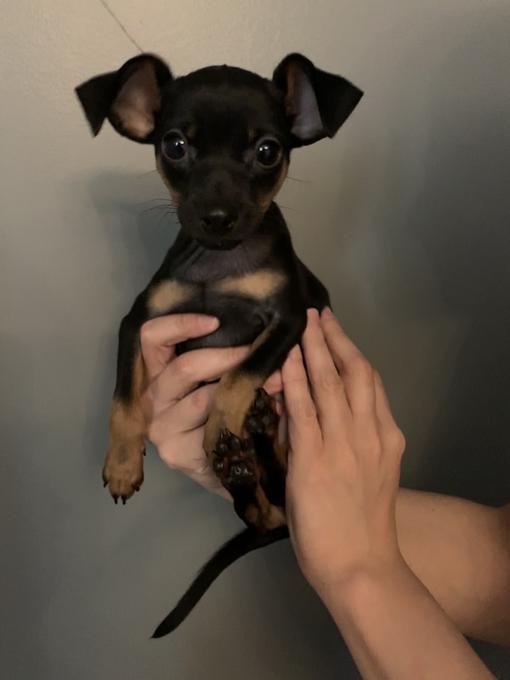 Miniature Pinscher mix chihuahua puppies
