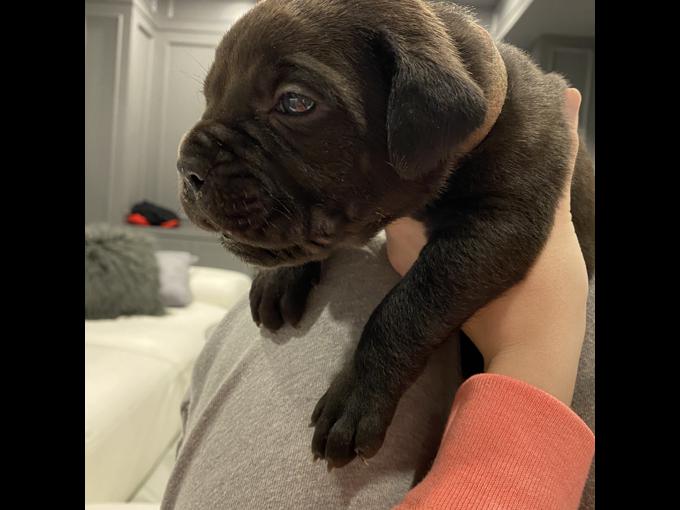 Beautiful Pure Bred Cane Corso Pups for