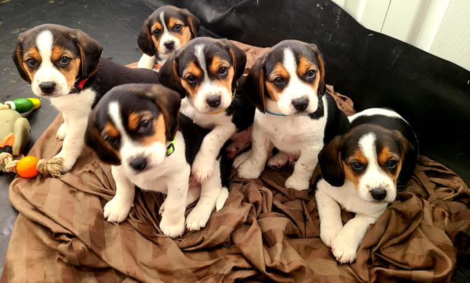 Purebred Beagle Puppies