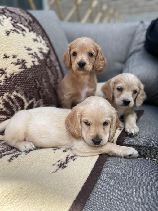 Gorgeous Smooth coat Cockapoo puppies 8